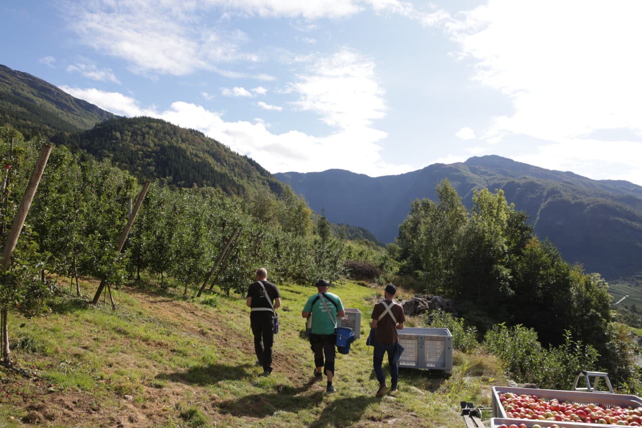 Cider farms - Taste Hardanger