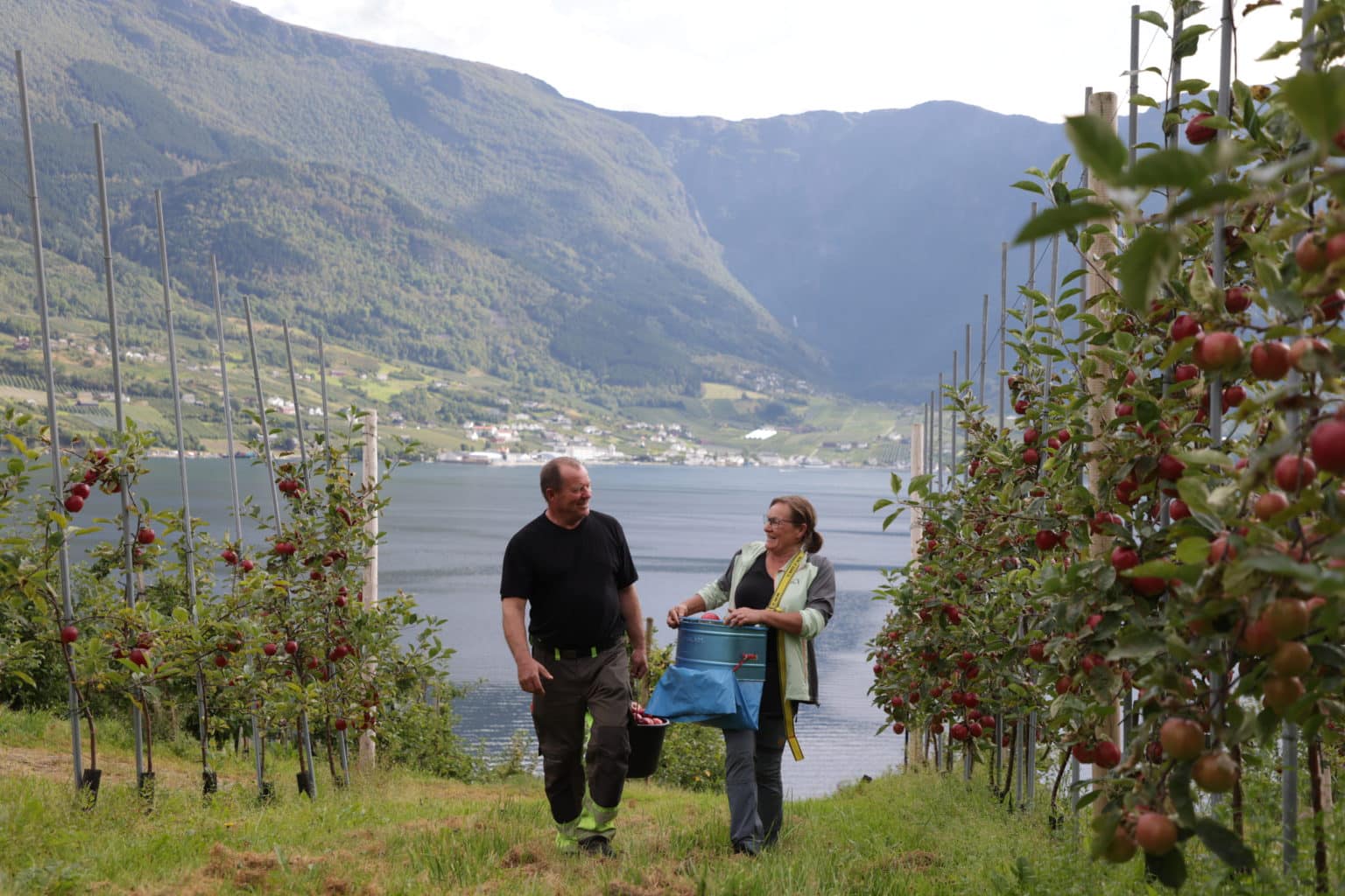 Cider farms - Taste Hardanger
