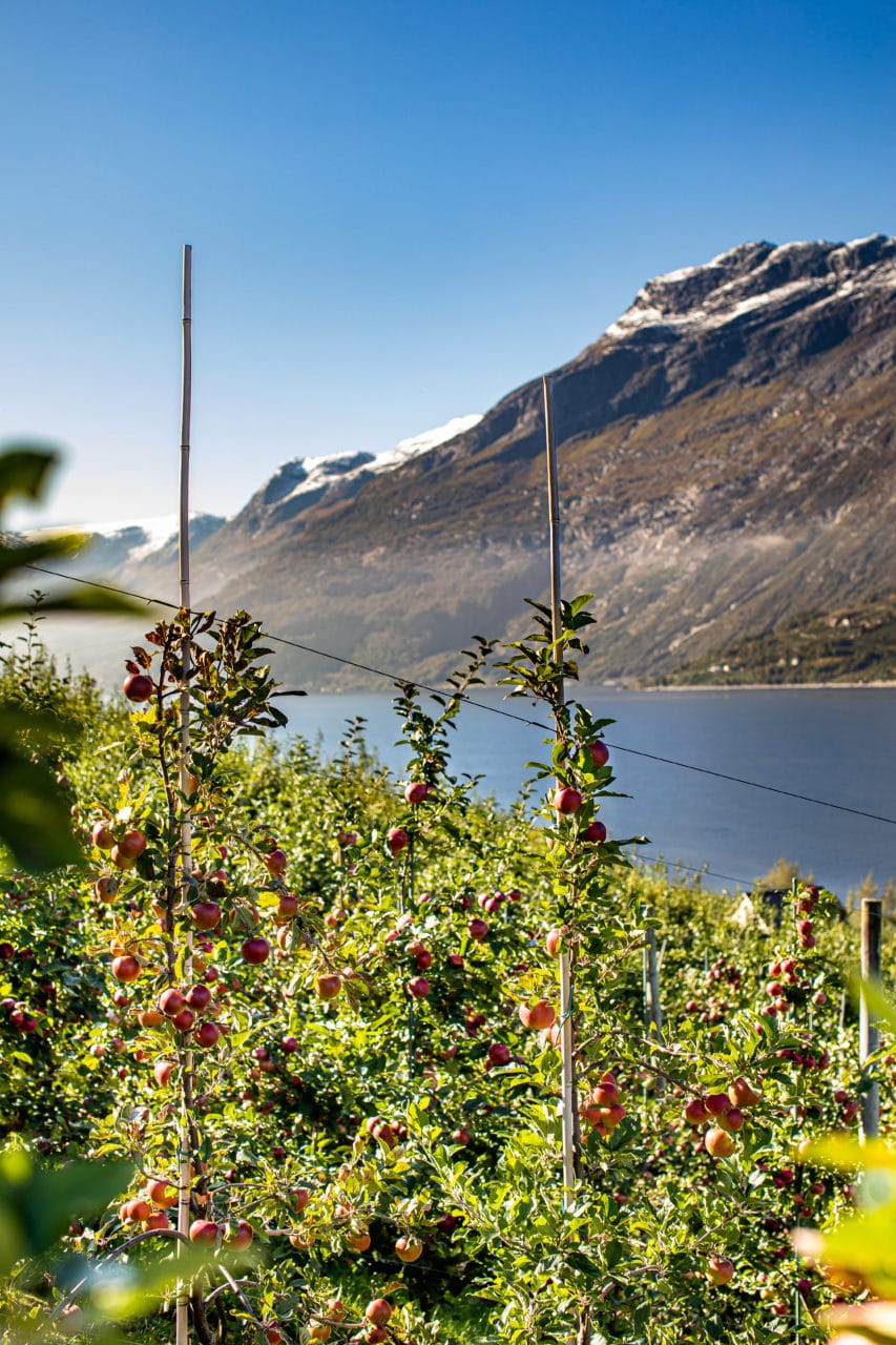 Cider farms | Taste Hardanger