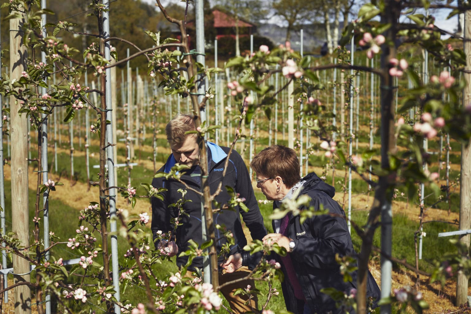 Cider farms - Taste Hardanger