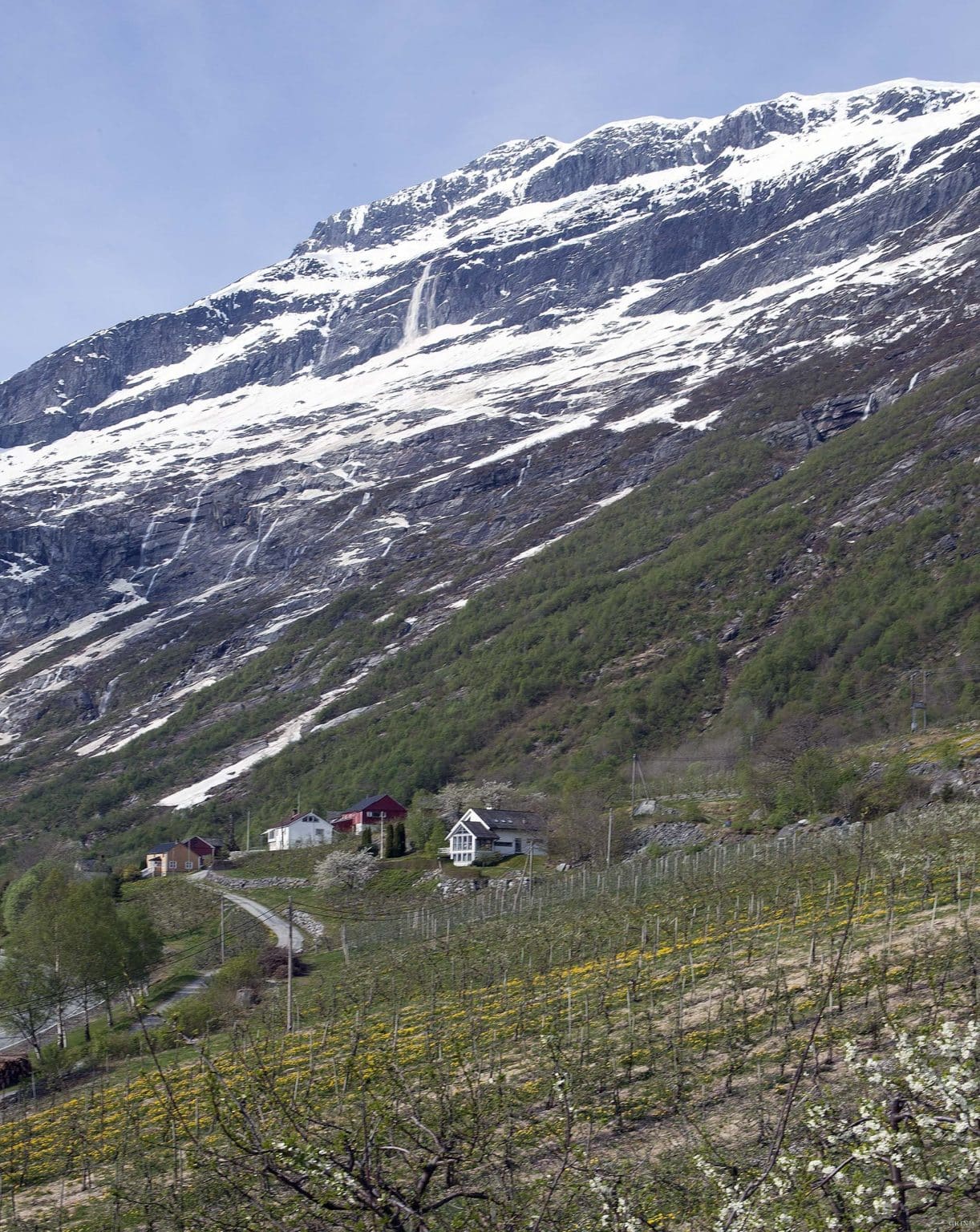 Cider farms - Taste Hardanger